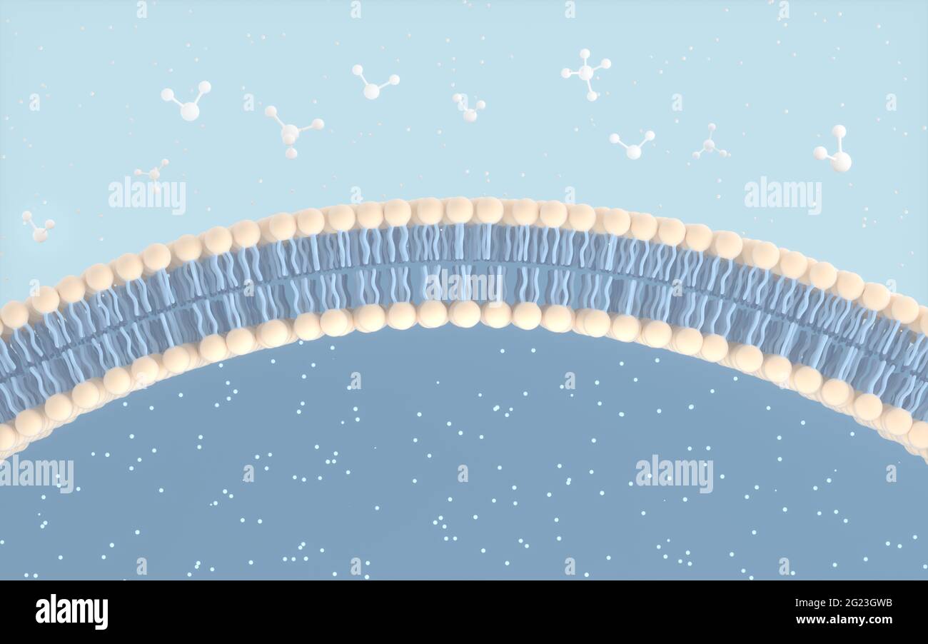 Cell Membrane and Molecules, 3d rendering. Computer digital drawing ...