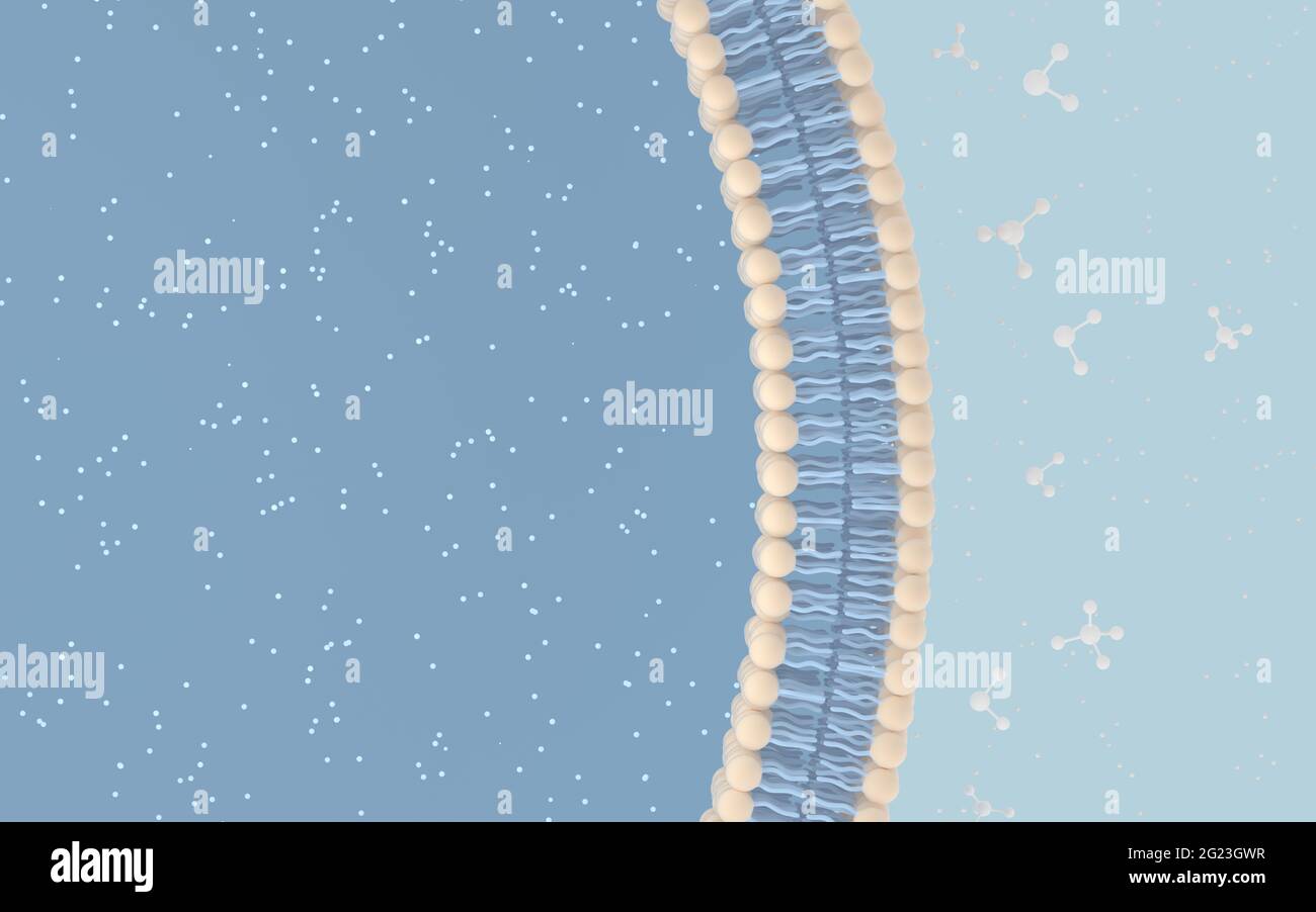 Cell Membrane and Molecules, 3d rendering. Computer digital drawing ...