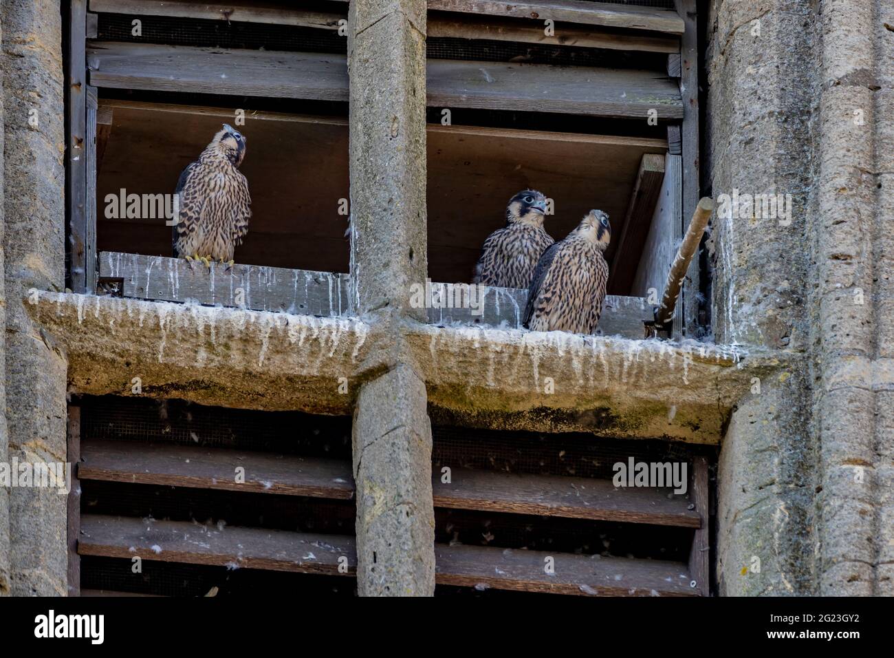Peregrine falcon falco peregrinus three chicks hi-res stock photography ...