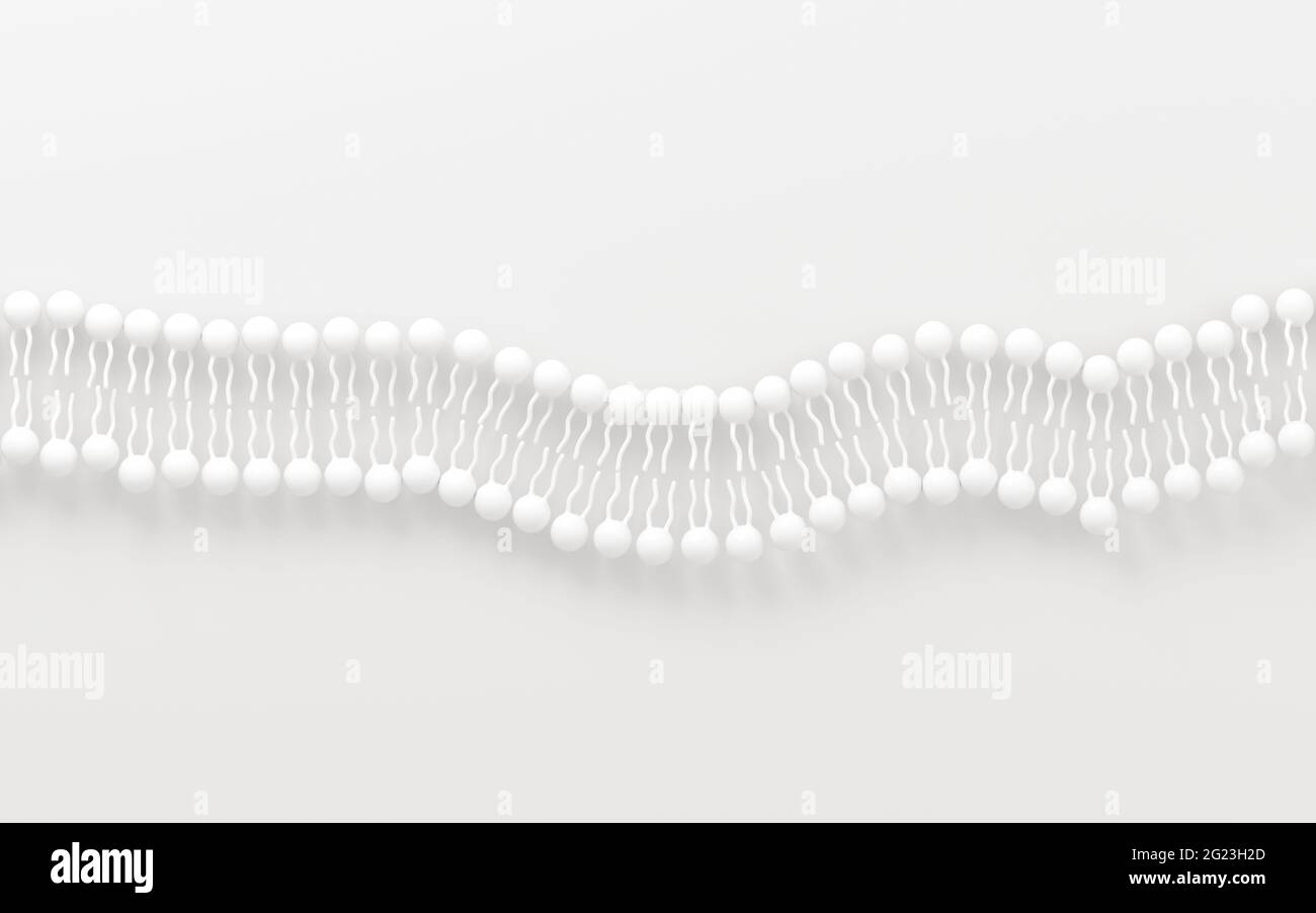 Cell membrane with white background, 3d rendering. Computer digital ...