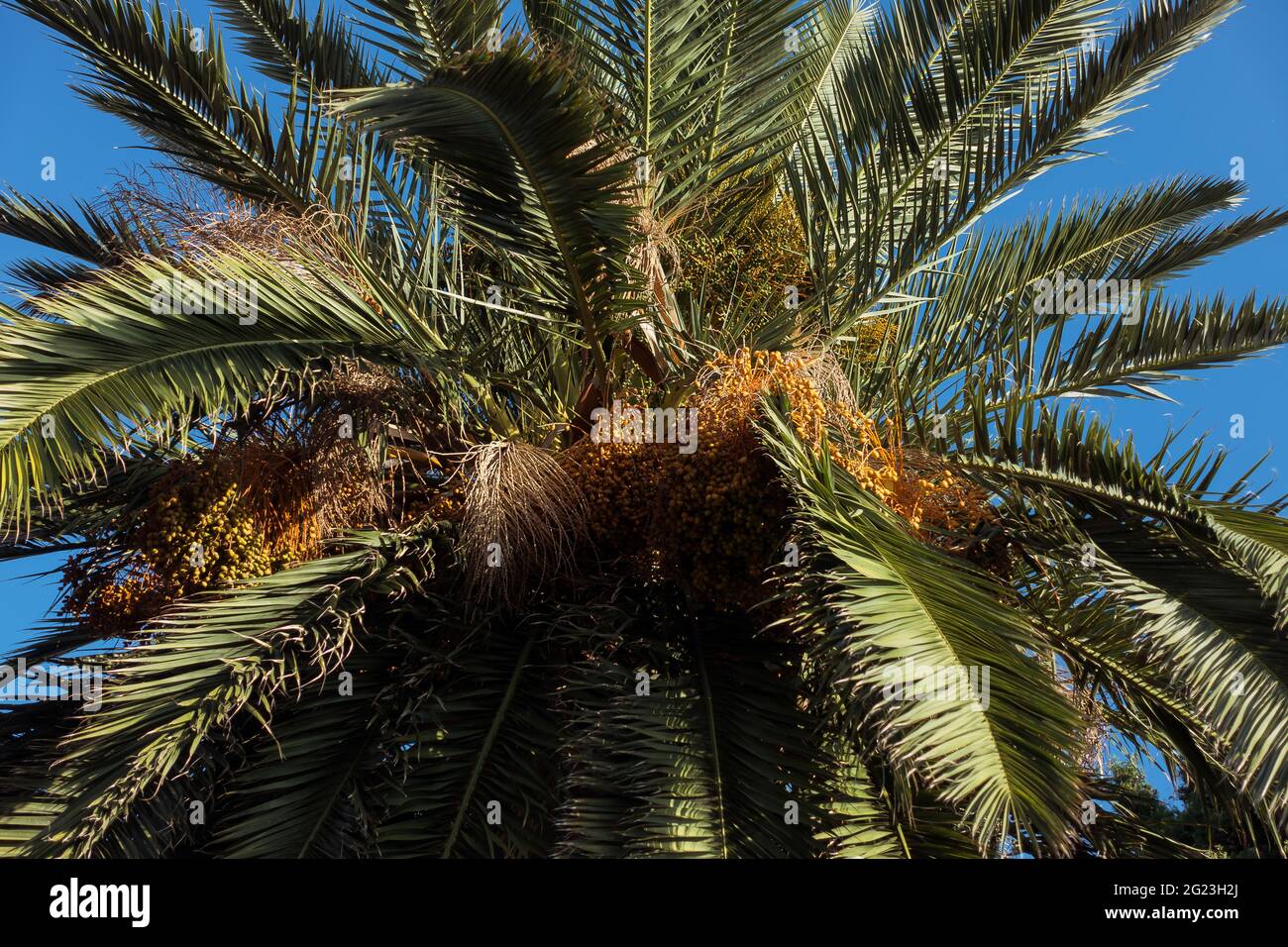 Tall plam trees hi-res stock photography and images - Alamy