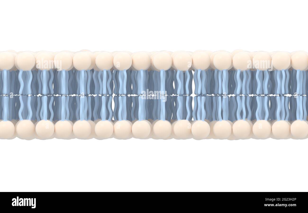 Cell membrane with white background, 3d rendering. Computer digital ...