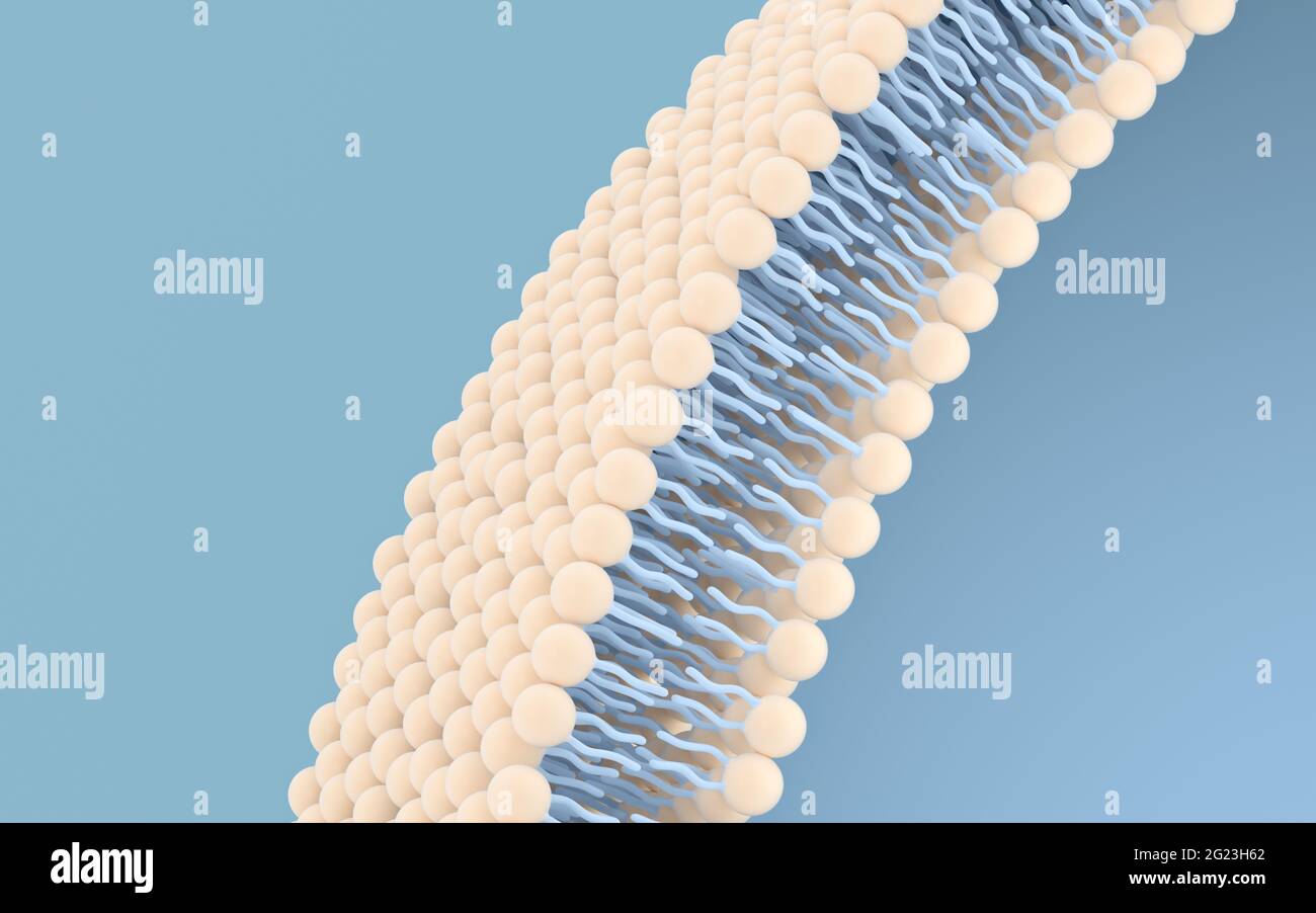 Intracellular transport hi-res stock photography and images - Alamy