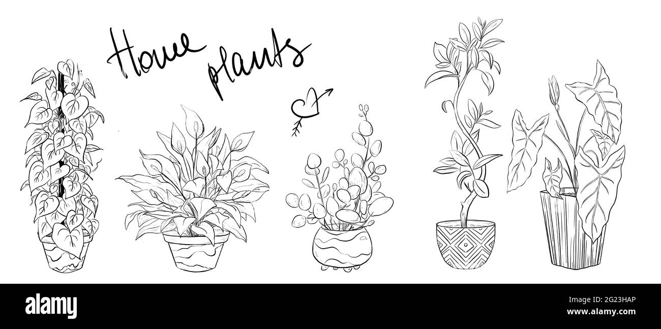 Set of hand drawn house plants in pots. Cute set of hand drawn house ...
