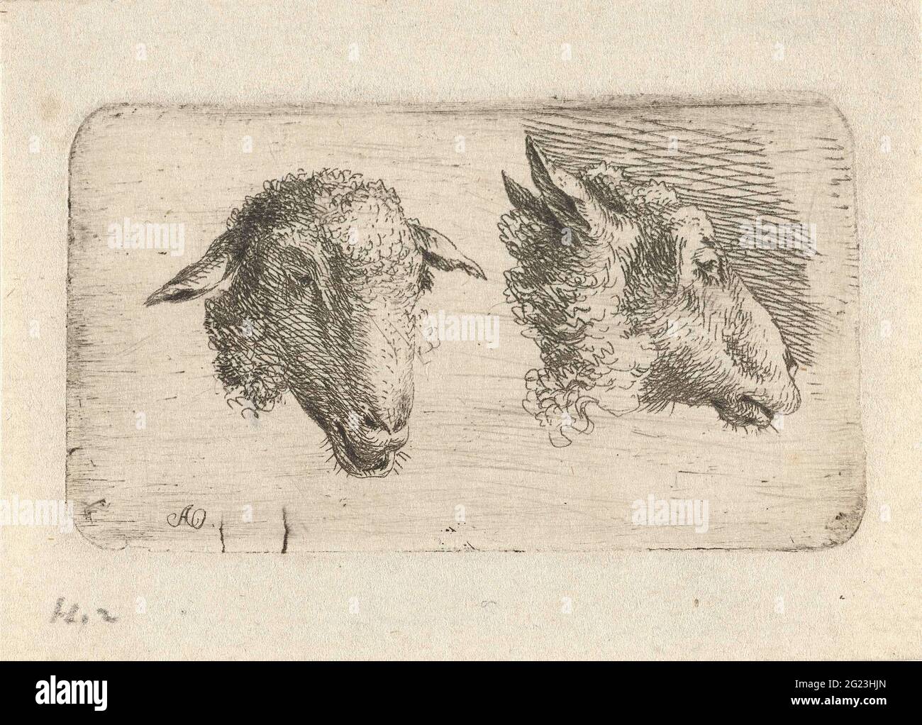 Ovidae sheep hi-res stock photography and images - Alamy