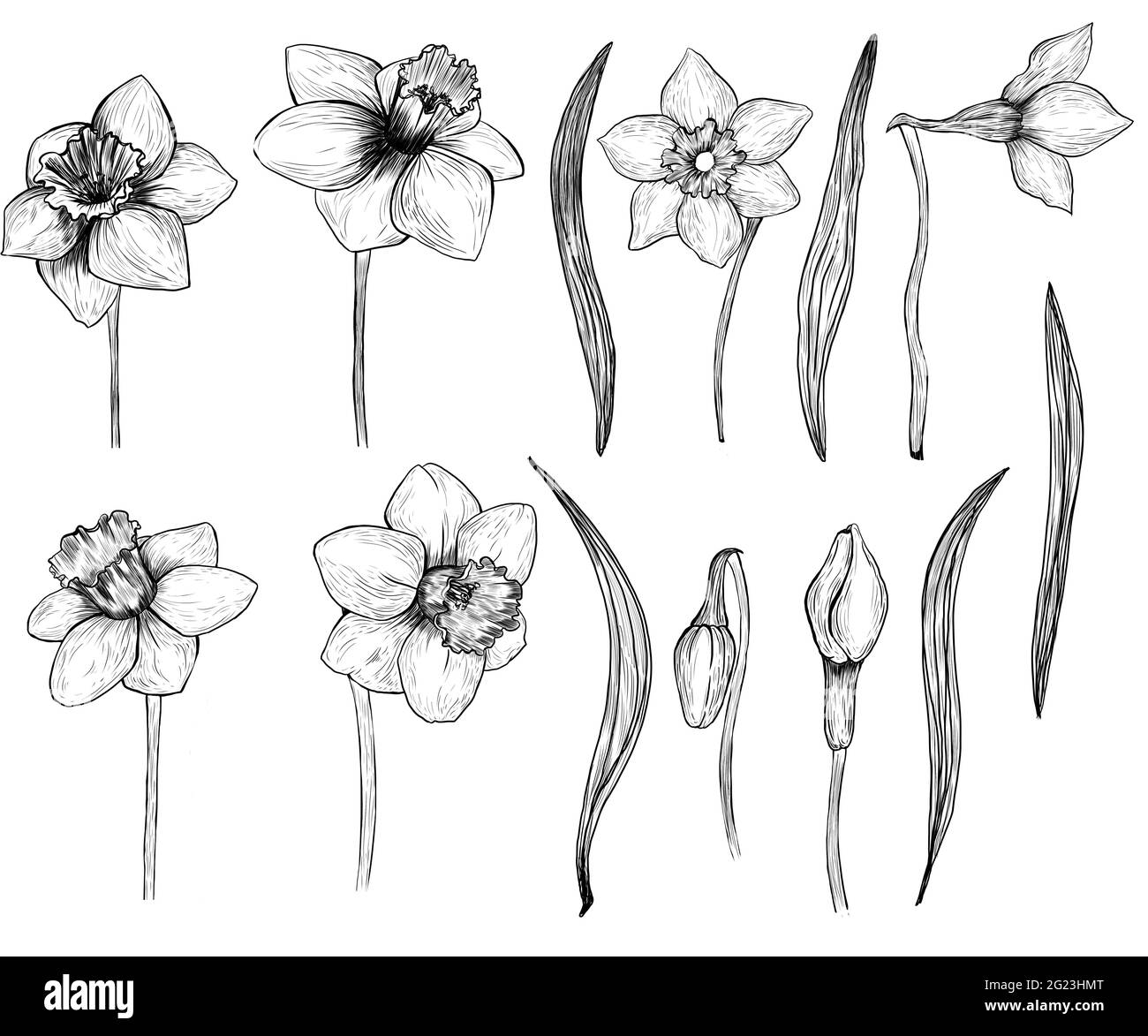 Hand illustrated flowers Black and White Stock Photos & Images - Alamy