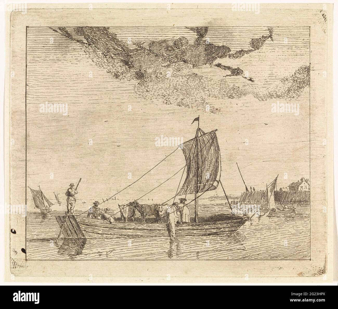 Flat shuit with cattle. There are two men on a flat shuit with raised ...