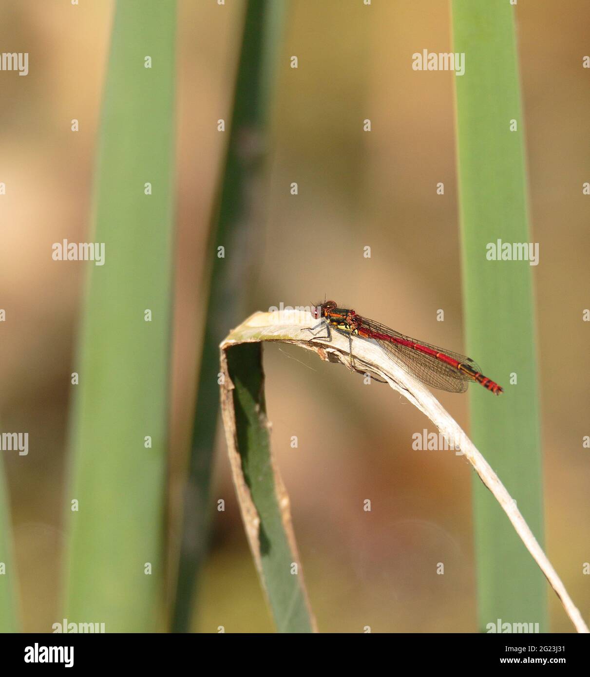 Common Red Damselfly Stock Photo - Alamy