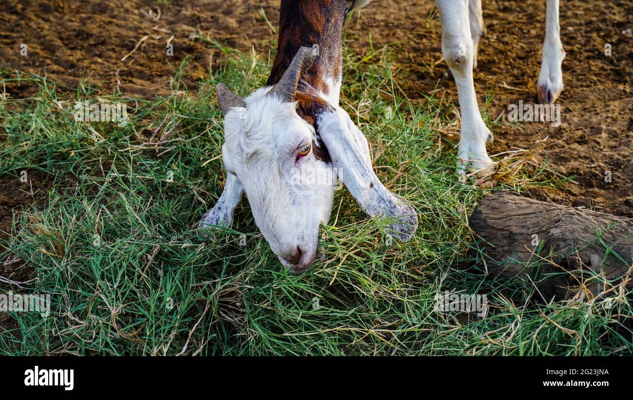 Indian Goat grazing on the meadow grassland in India. White Goat or ...