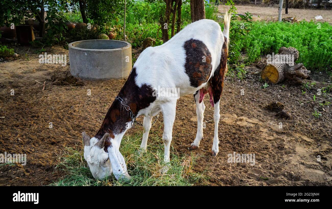 Barbari goat hi-res stock photography and images - Alamy