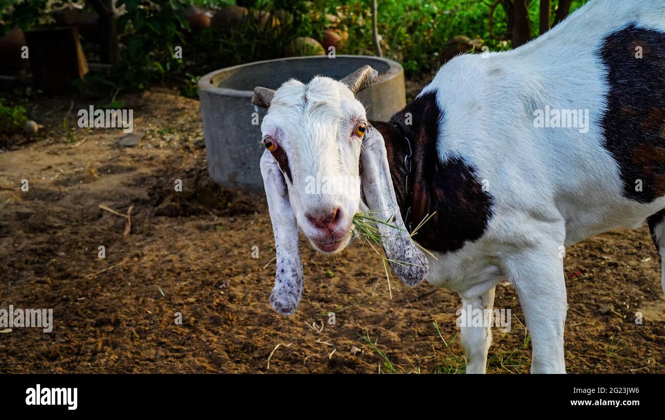 Indian Goat grazing on the meadow grassland in India. White Goat or ...