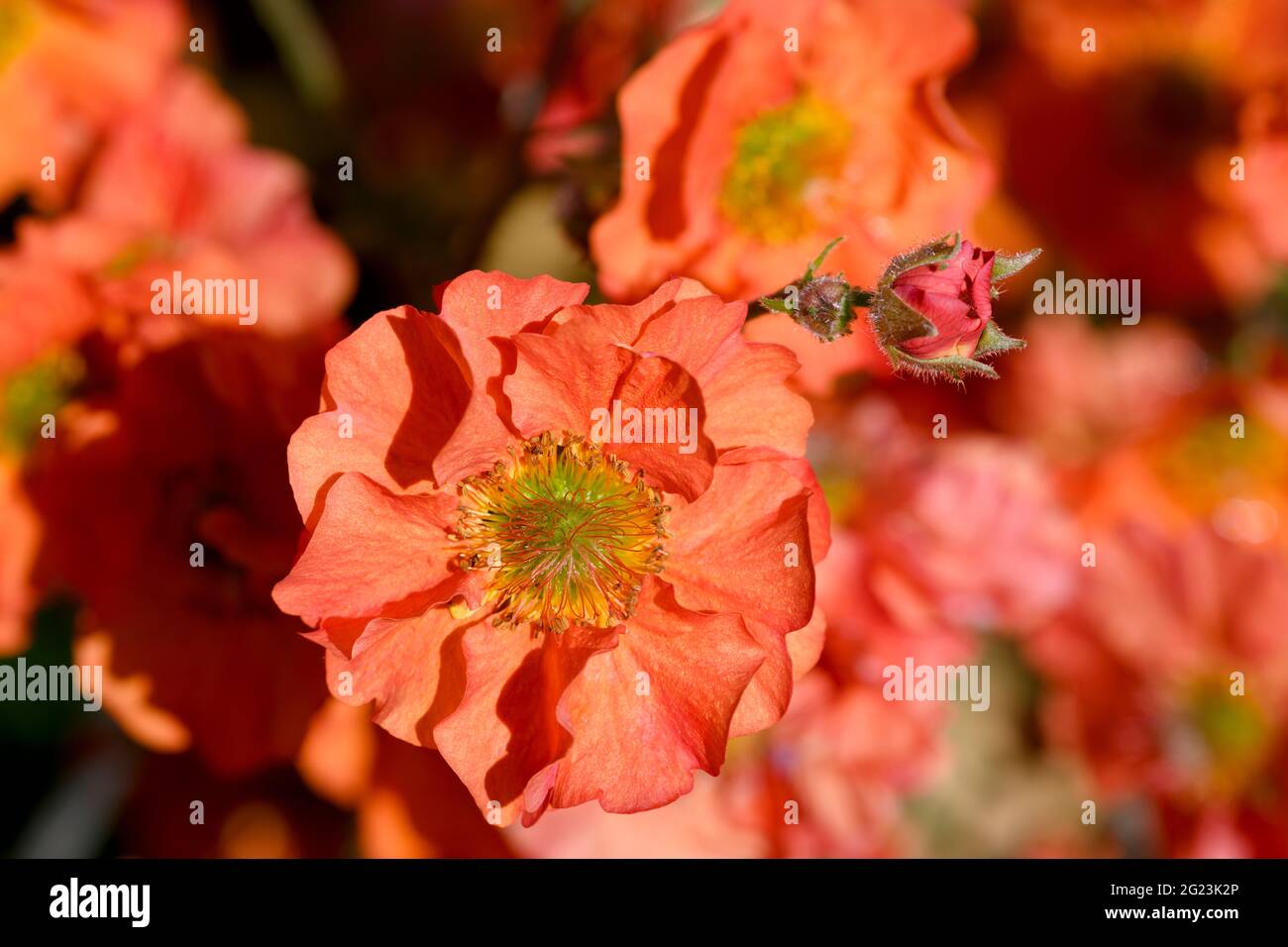 Beautiful bright red Geum flowers (Rosaceae species Stock Photo - Alamy
