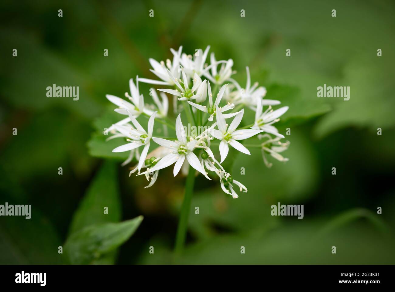 A flowering Wild Garlic plant (Allium ursinum). This plant is also ...