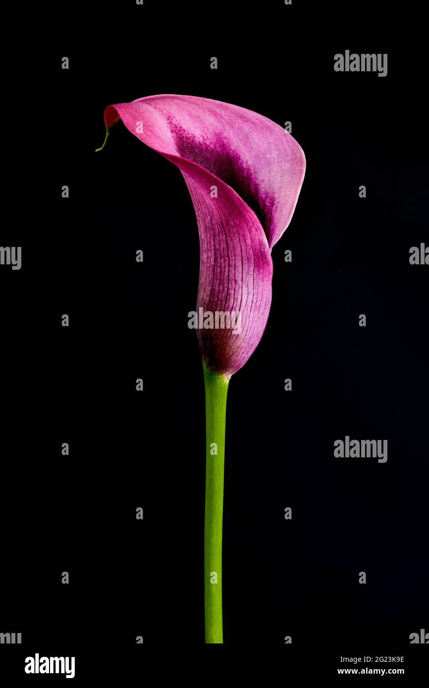 Purple Calla Lily High Resolution Stock Photography and Images - Alamy