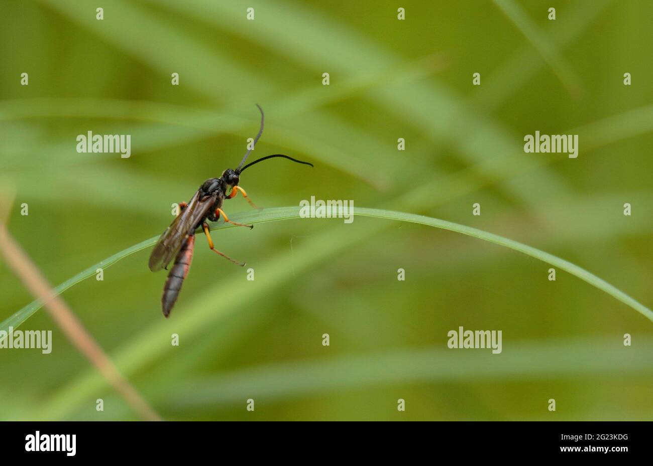 Creatures wasp hi-res stock photography and images - Alamy