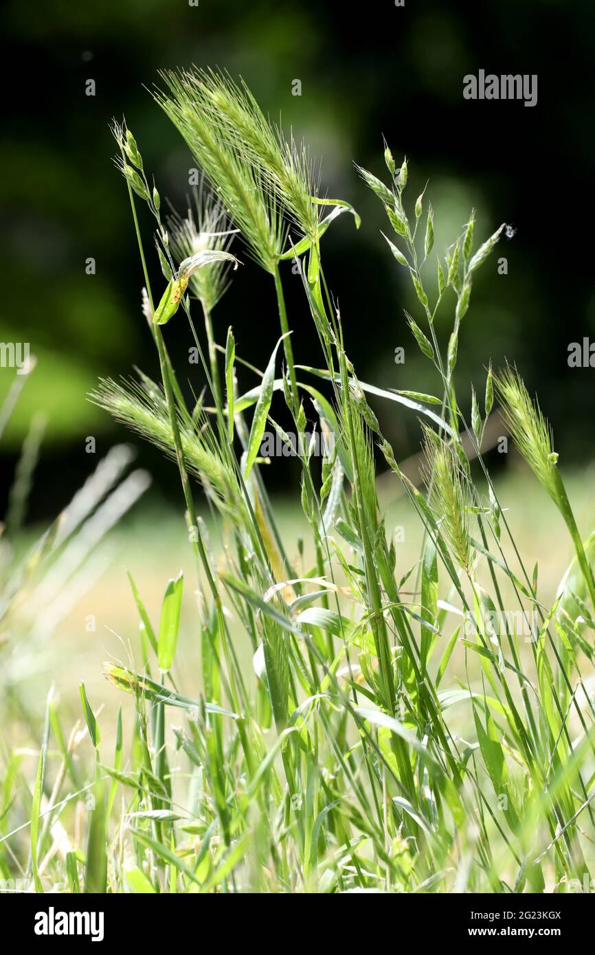 Dangerous grass awns in nature Stock Photo - Alamy