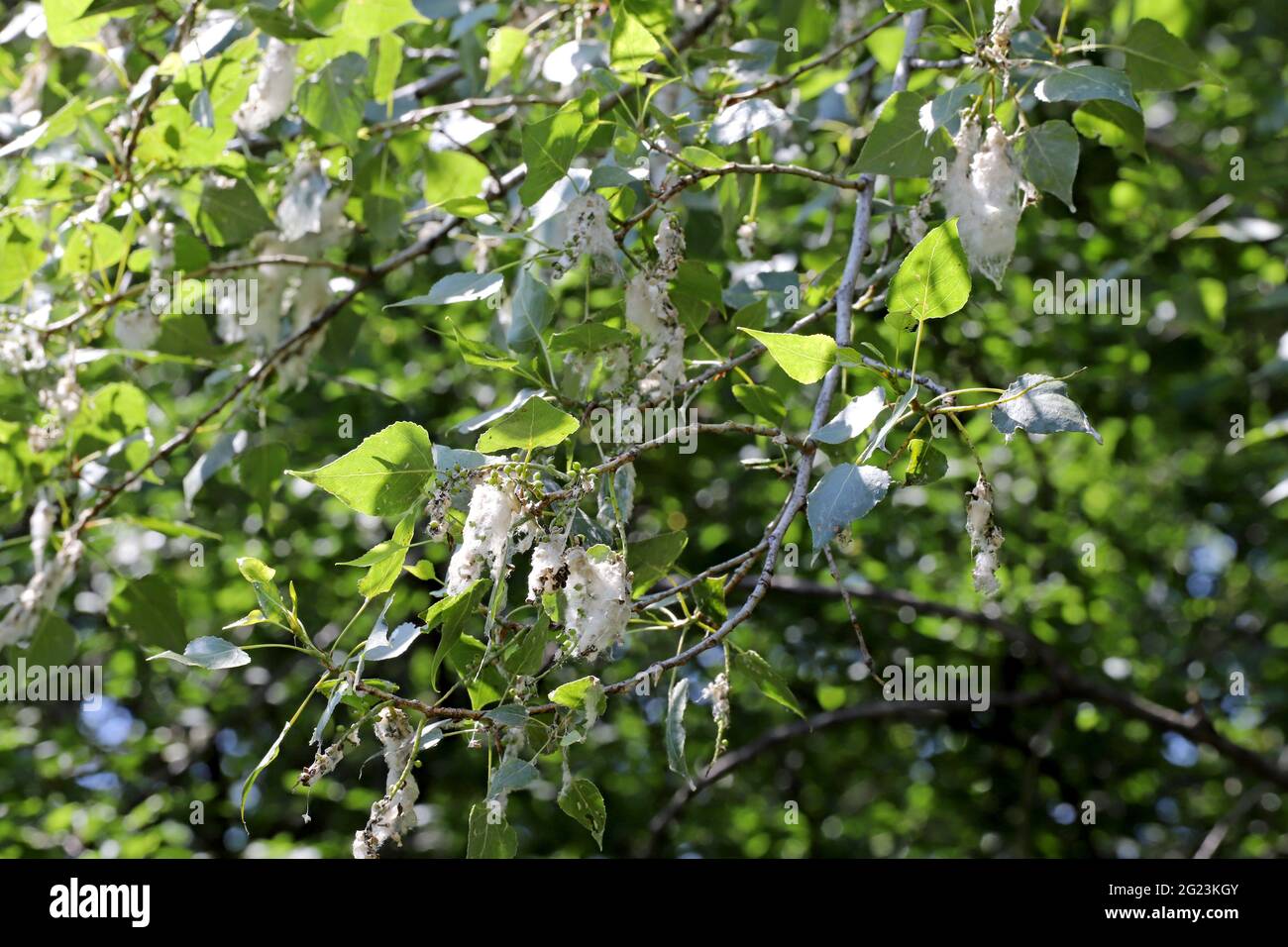 Poplar fluff flies and make allergies Stock Photo - Alamy