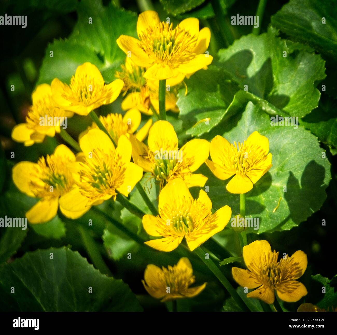 Marigold sprout hi-res stock photography and images - Alamy