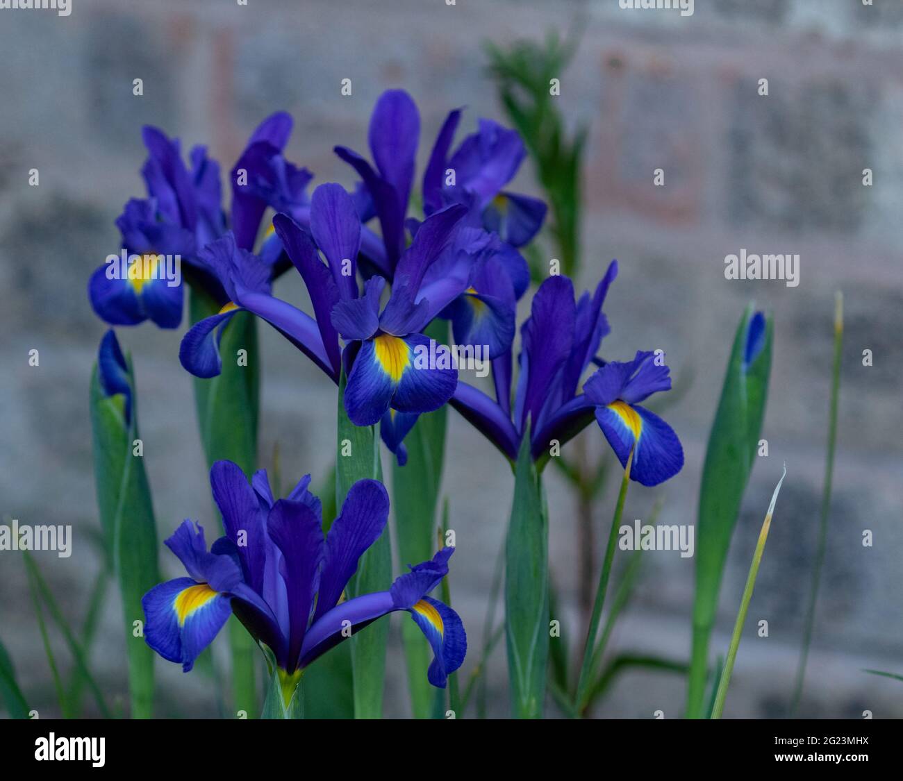 Dutch Iris 'Blue Star' flowers Stock Photo - Alamy
