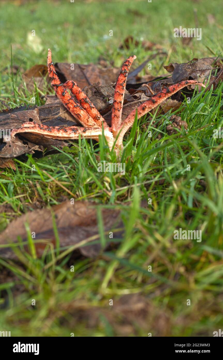 Fruiting body of the squid fungus Clathrus archeri Stock Photo - Alamy