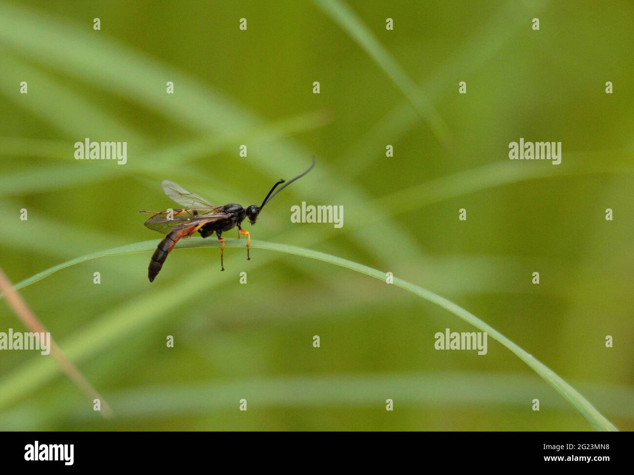 Creatures wasp hi-res stock photography and images - Alamy