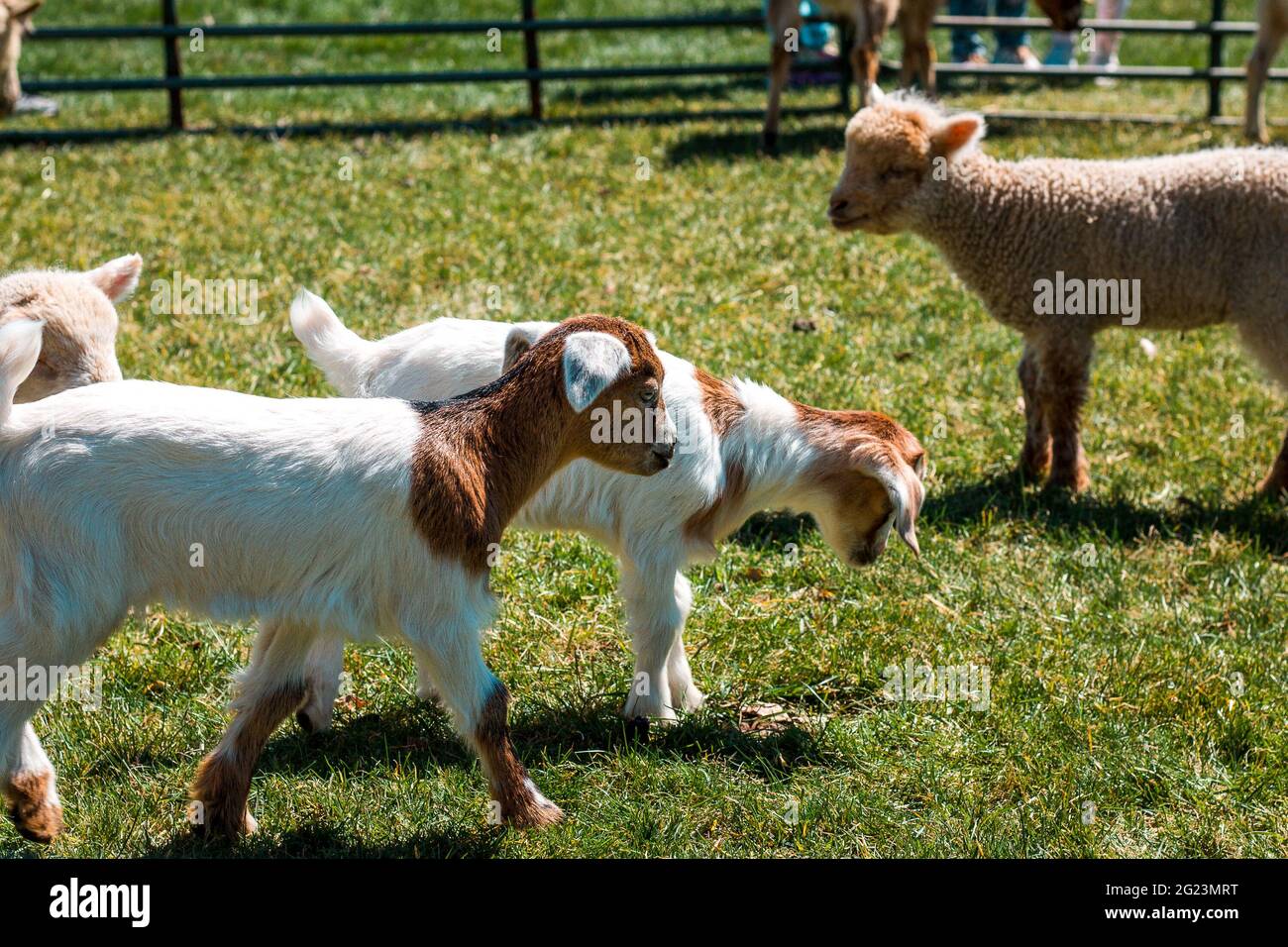 Goats in a petting zoo Stock Photo - Alamy