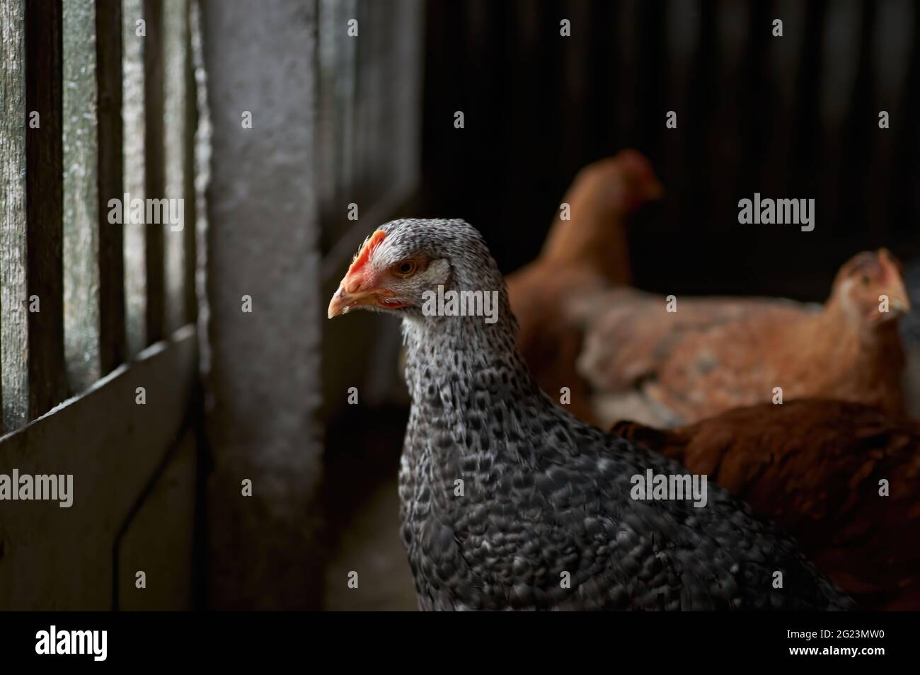 Free range poultry. close up of silver penciled chicken in the barn ...