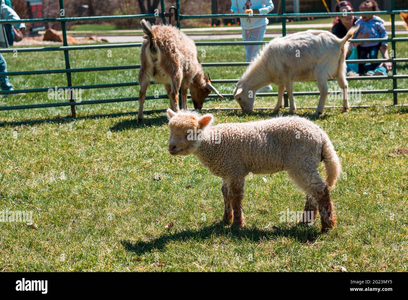 Petting a lamb hi-res stock photography and images - Alamy
