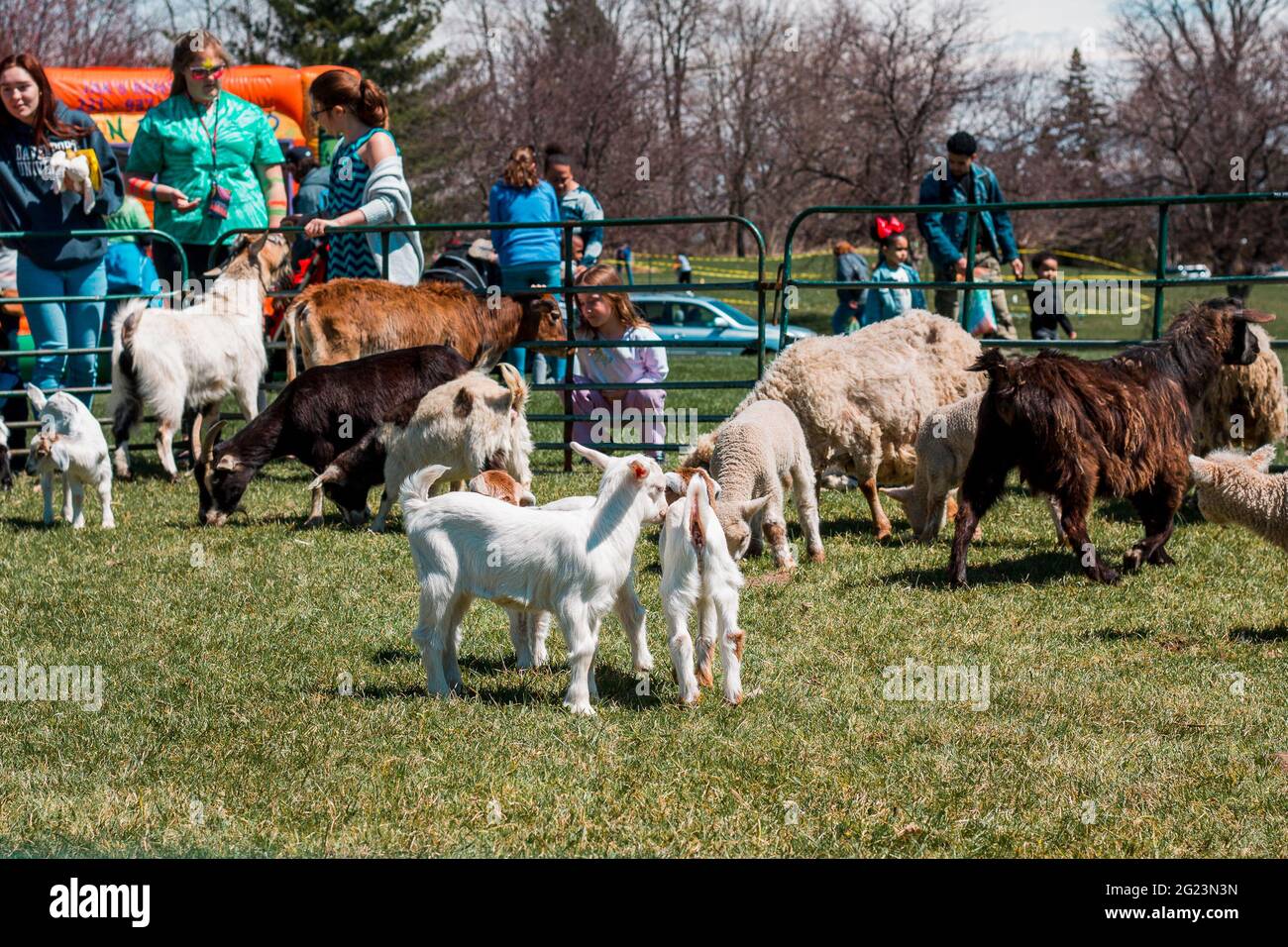 Sheep and goats in a petting zoo Stock Photo - Alamy