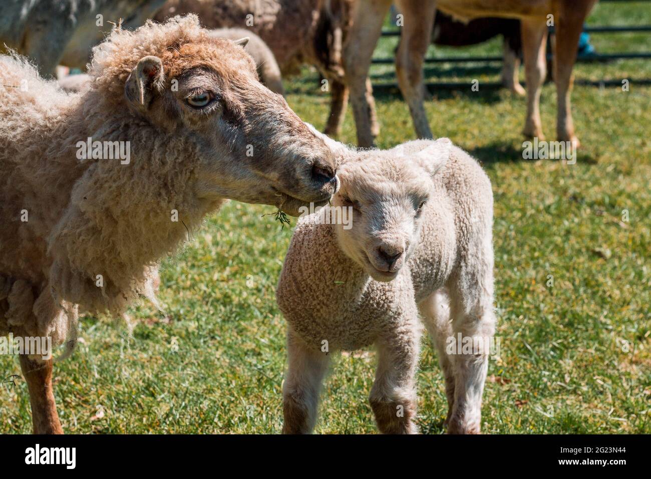 Petting a lamb hi-res stock photography and images - Alamy