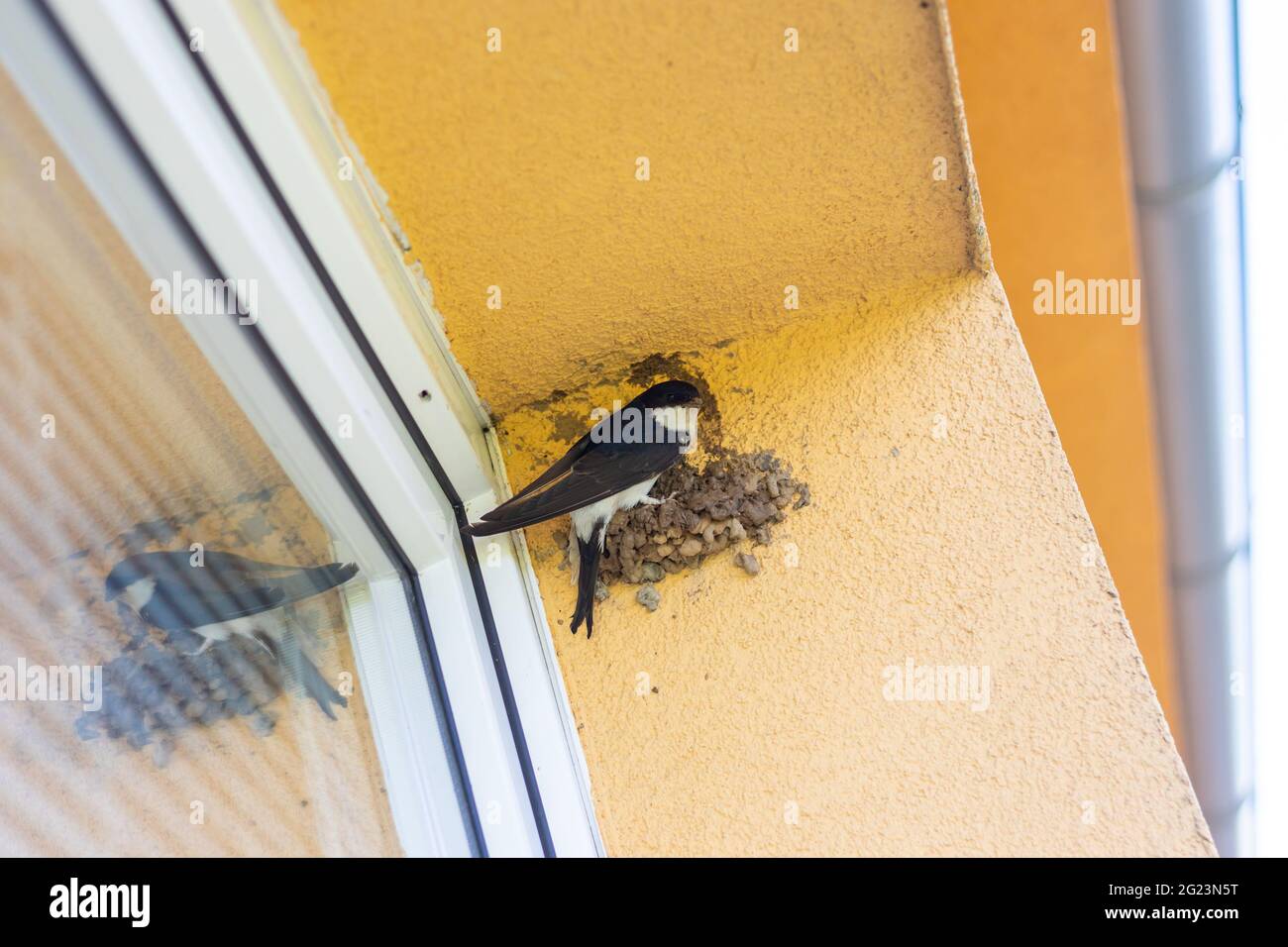 Common house martin building a nest on the wall outside the window ...
