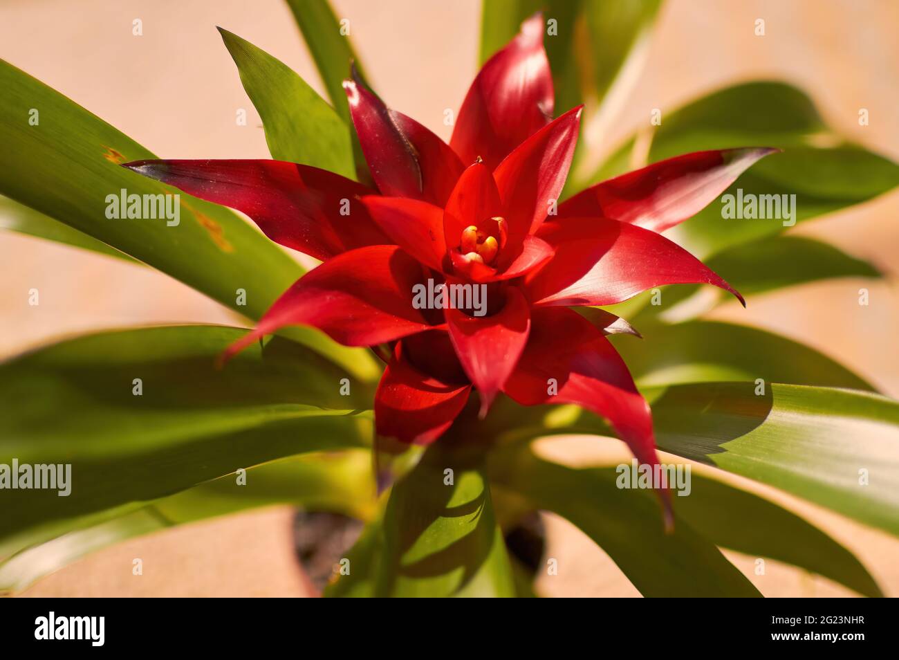 Close-up Bromelia Flower Plant Blooming in the pot Stock Photo - Alamy