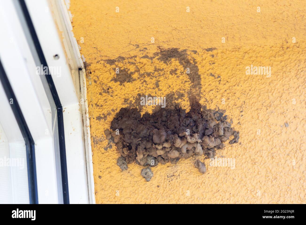 Common house martin's nest under construction on the wall Stock Photo ...