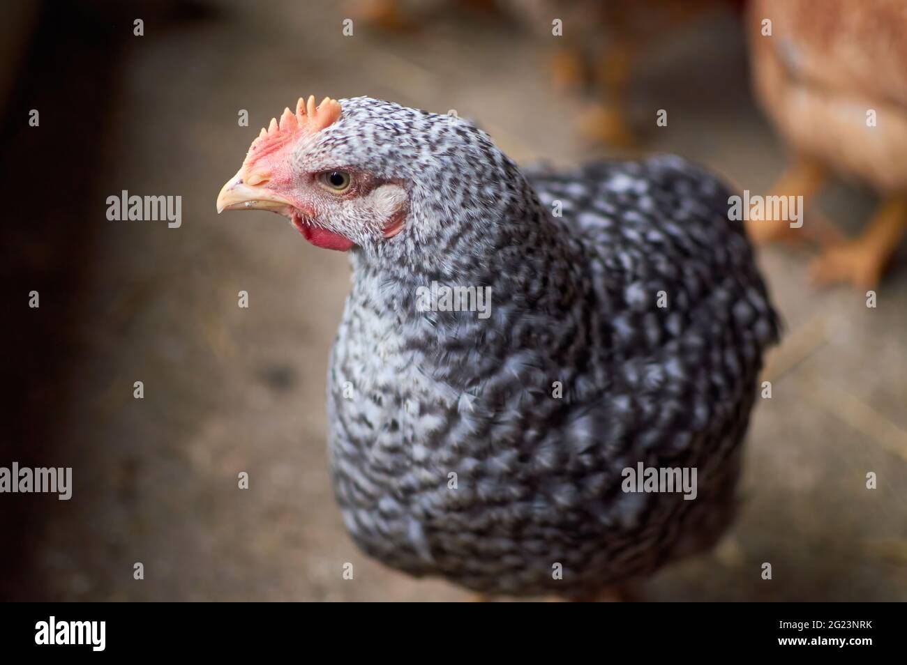 Free range poultry. close up of silver penciled chicken in the barn ...