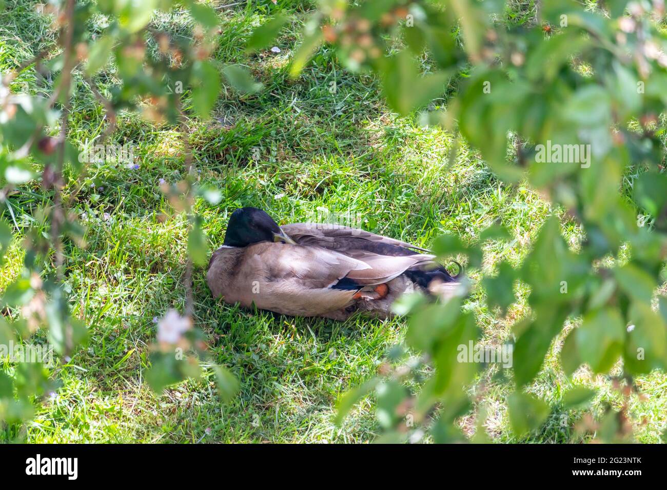 Duck sleeping on grass in hi-res stock photography and images - Alamy