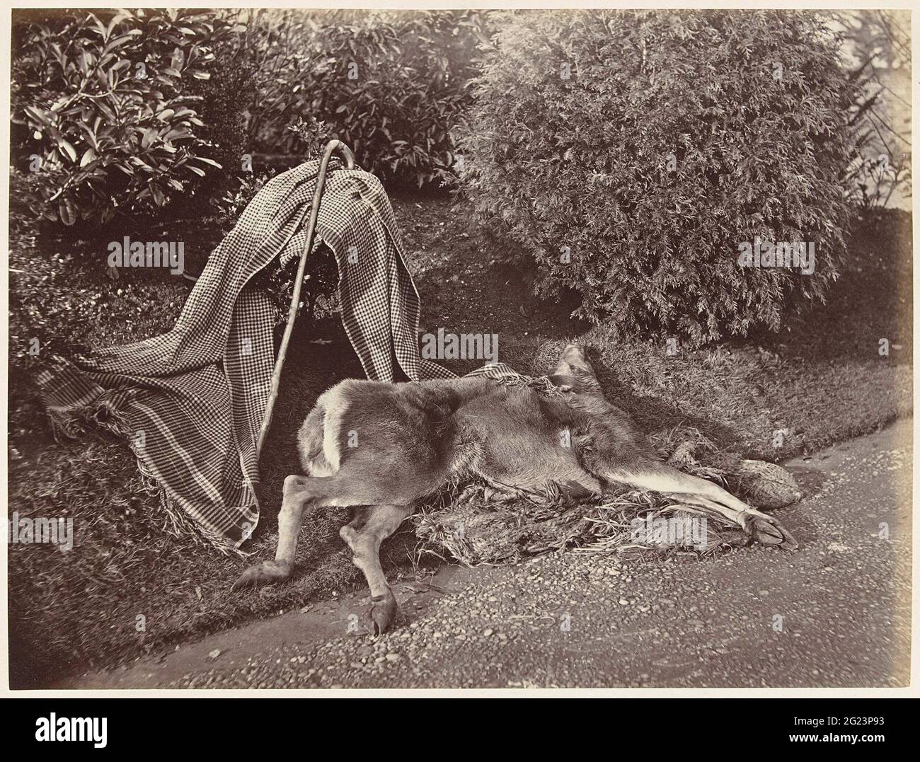 Still life with death deer, walking stick and rug. The deer lying in ...