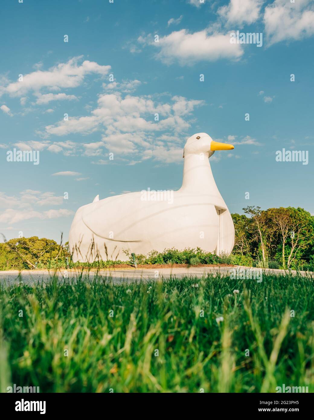 The Big Duck, in Flanders, Long Island, New York Stock Photo - Alamy