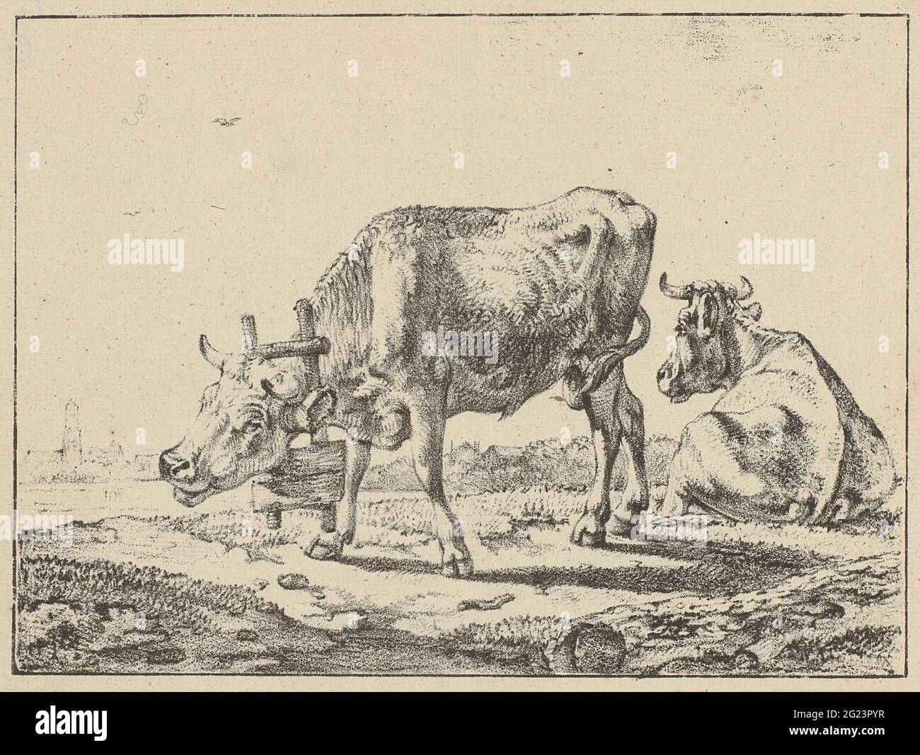 Two cattle in a meadow. In the foreground a young bull to the left with ...