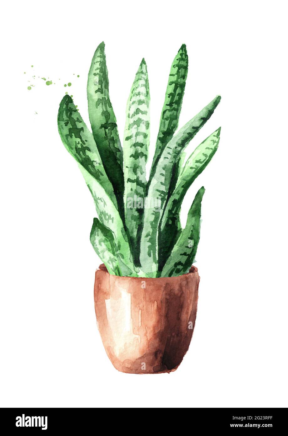 Sansevieria in the ceramic flower pot. Indoor home house plant ...
