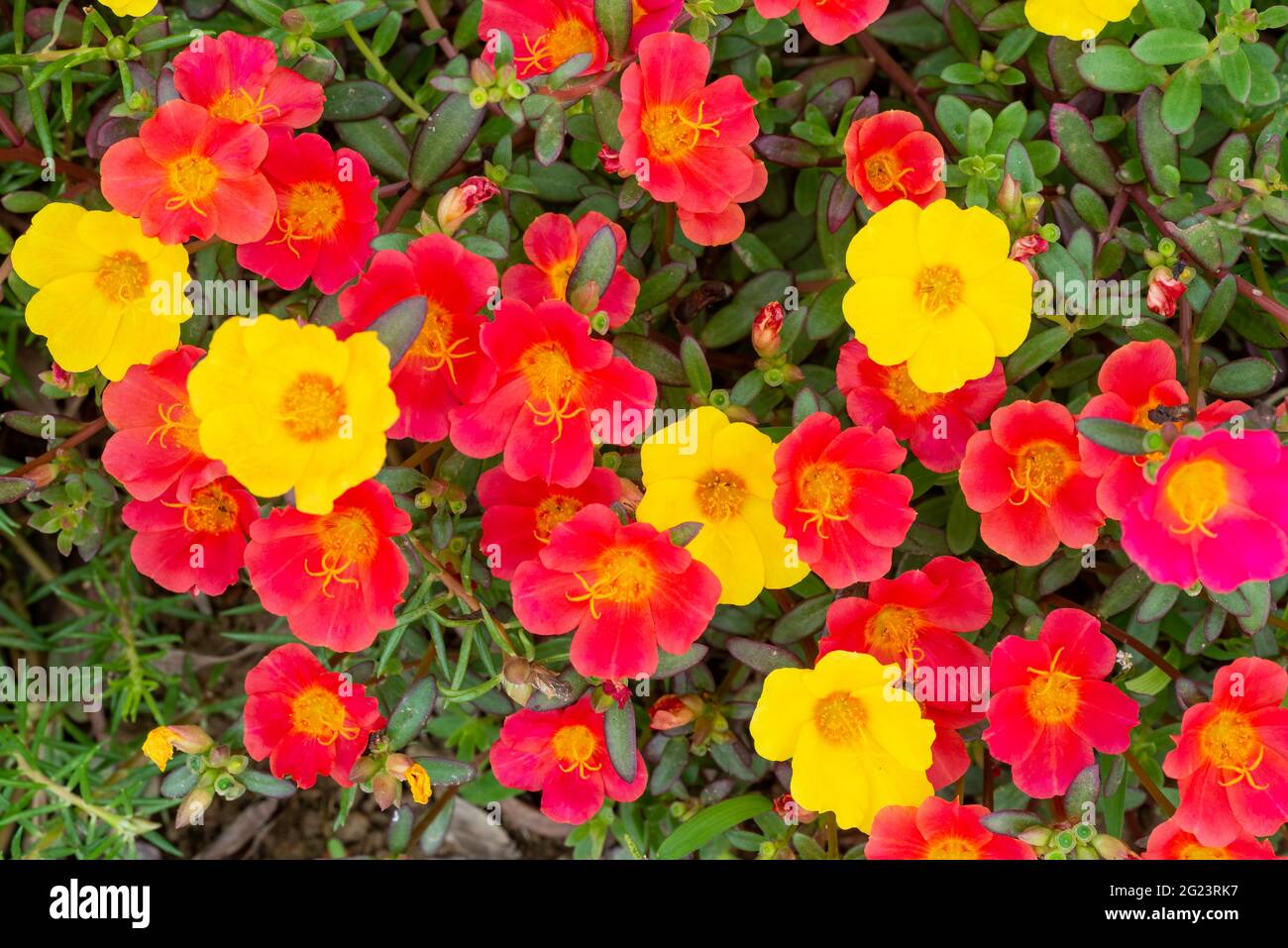 Portulaca grandiflora flower blooming on roadside land. This is beauty ...