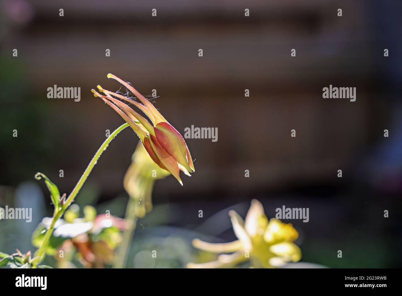 A columbine also known as the Yellow Queen and Granny’s Bonnet, A ...