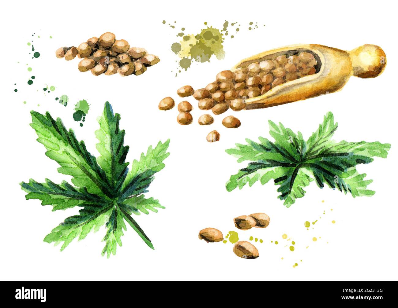 Hemp set. Hand drawn watercolor Stock Photo - Alamy