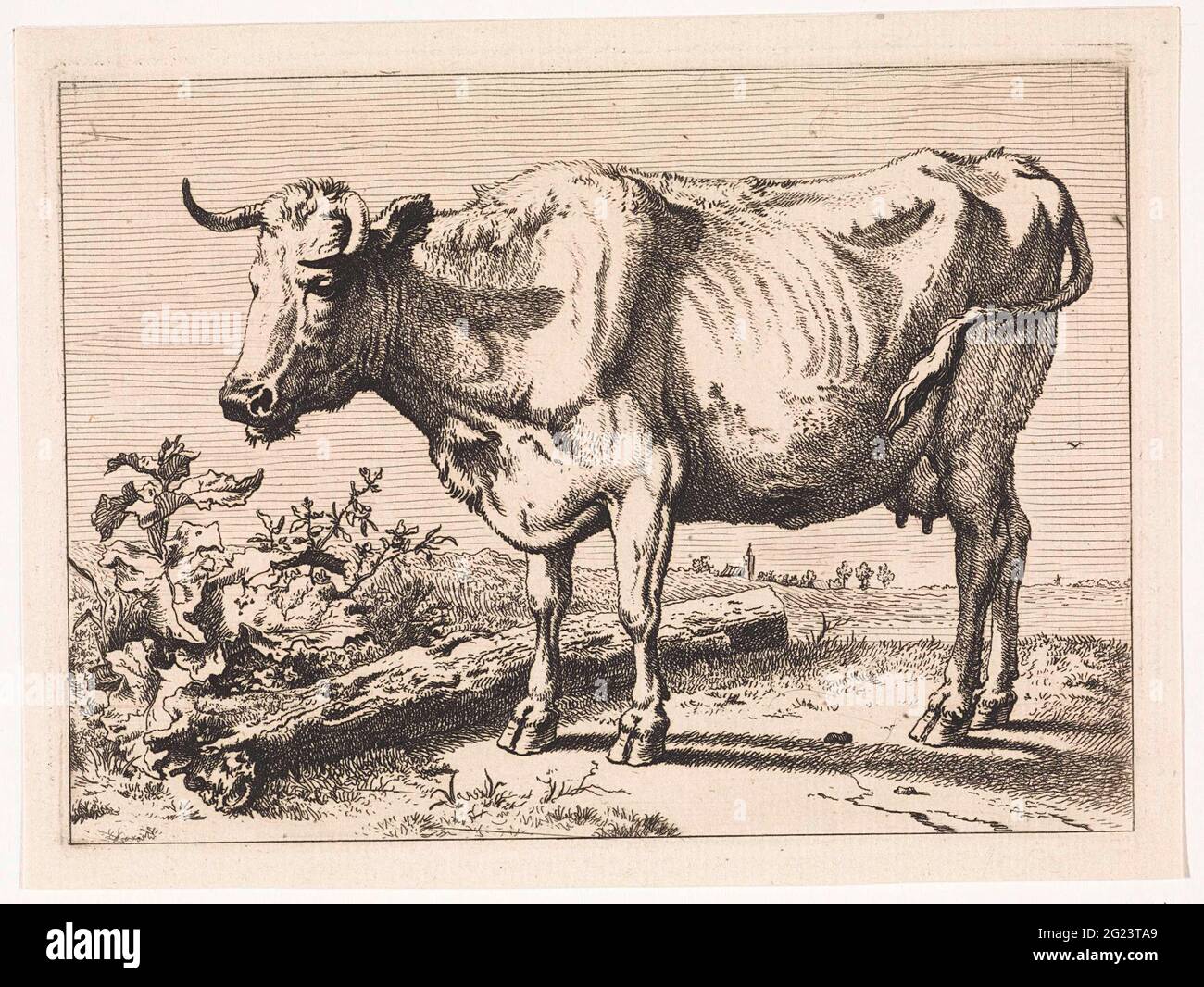 Cow with turned horn; The bull book Stock Photo - Alamy