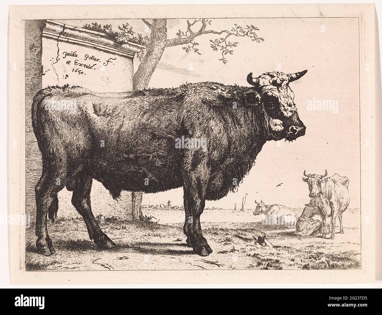 Bull; The bull book. Landscape with a blister header. On the right in ...