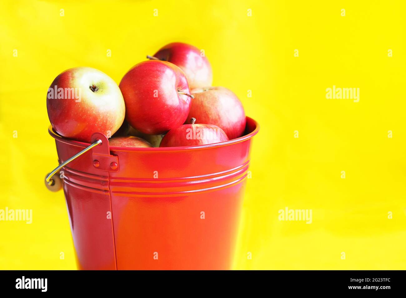 Apples are ripe red. Harvest apples in a red bucket on a yellow ...