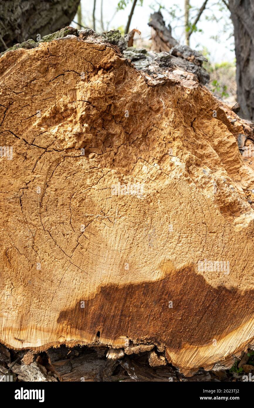 Felled tree trunk hi-res stock photography and images - Alamy