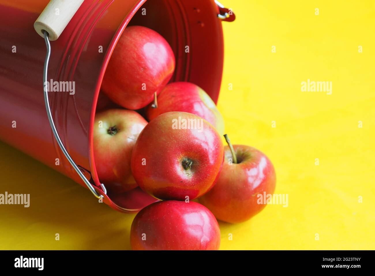 Apples are ripe red. Harvest apples in a red bucket on a yellow ...