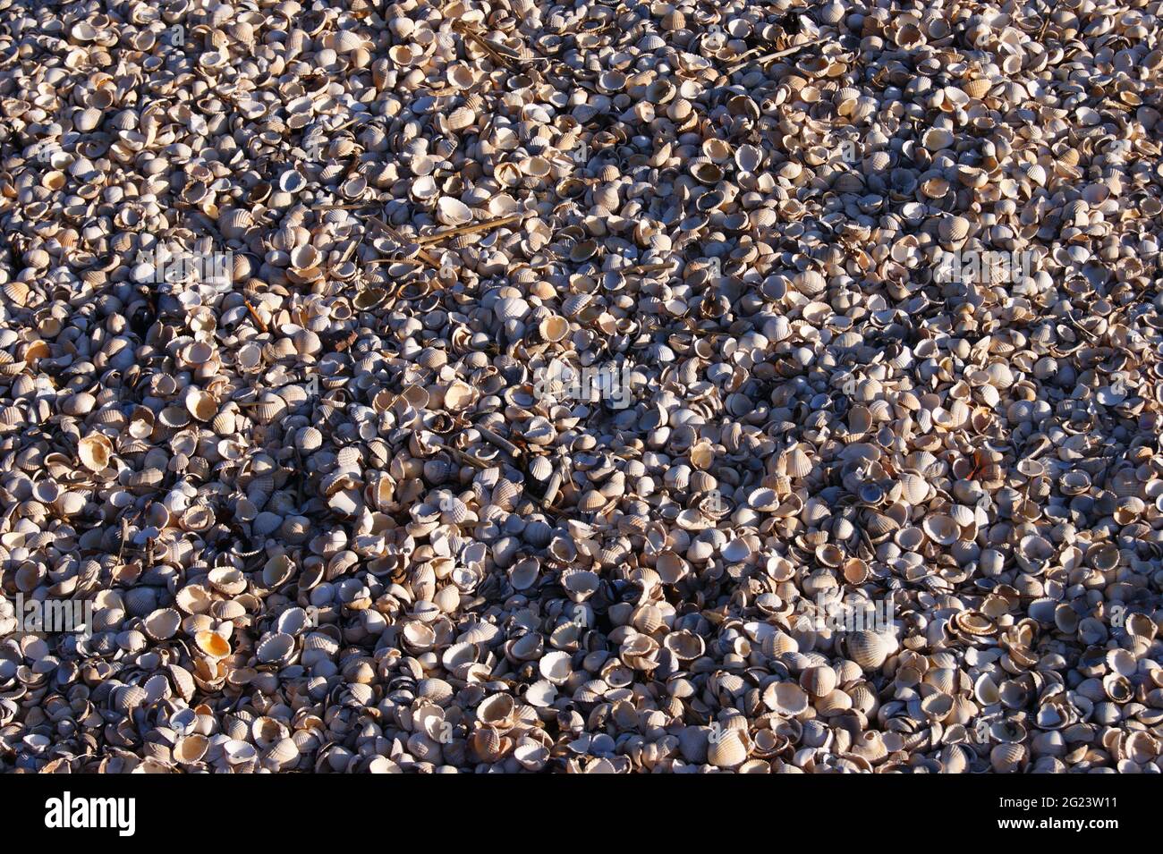 Shell collage hi-res stock photography and images - Alamy