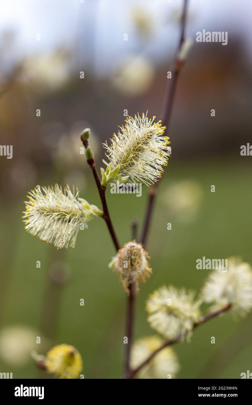 Very young willow catkins blossom in spring Stock Photo - Alamy