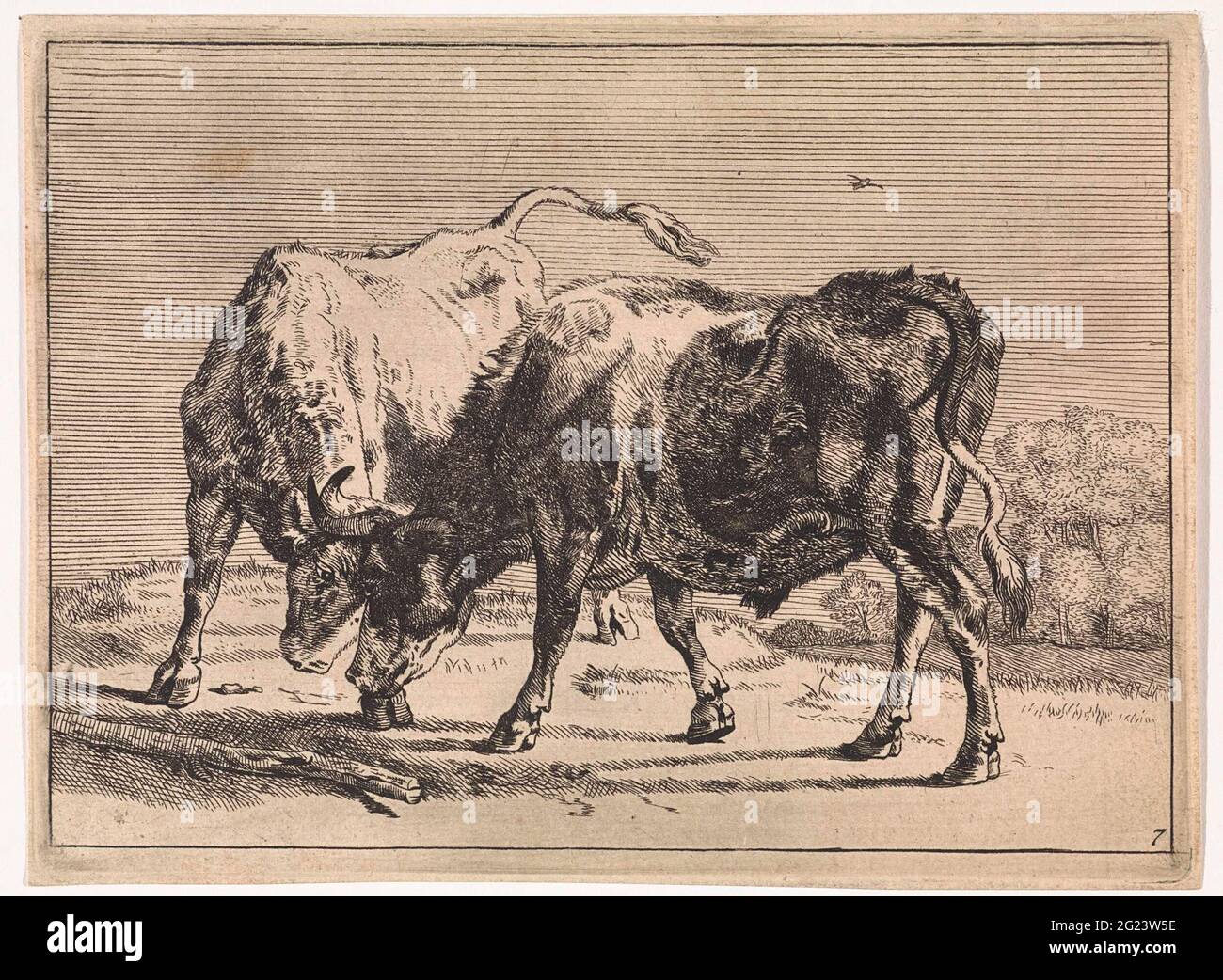 Two fighting oxen; The bull book. Leged numbered: 7 Stock Photo - Alamy